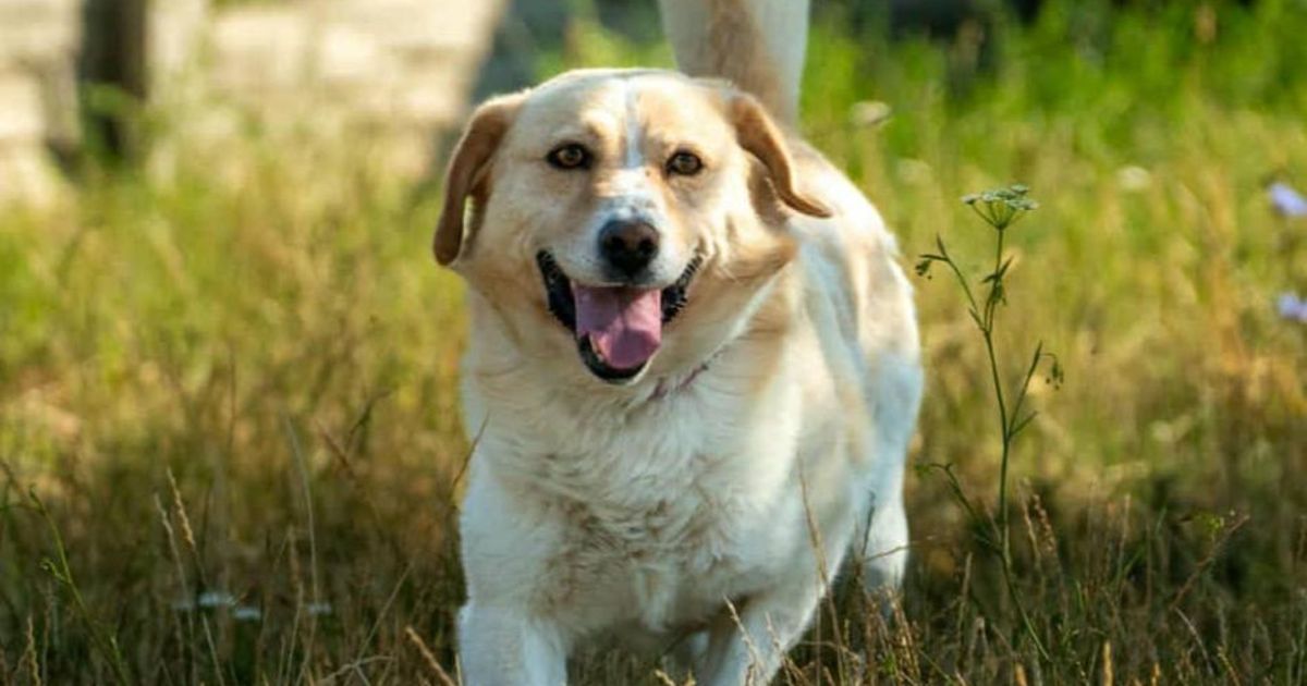 Bady | Dog2Love